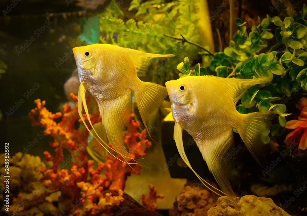Silver angelfish swimming fish tank underwater aquarium / Pterophyllum ...