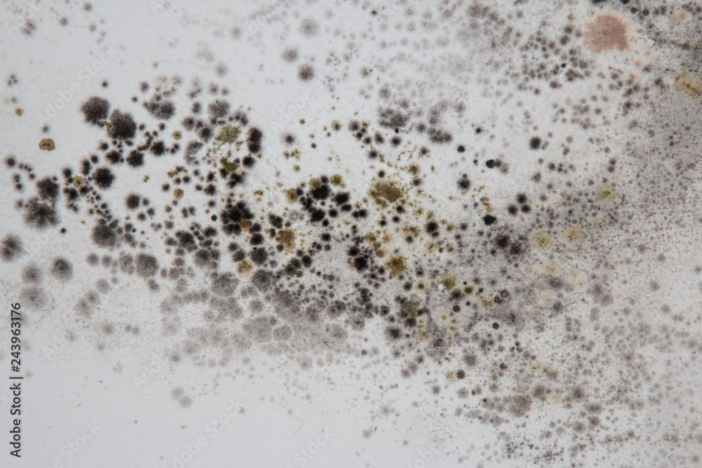 Mold on a white wall Stock Photo | Adobe Stock