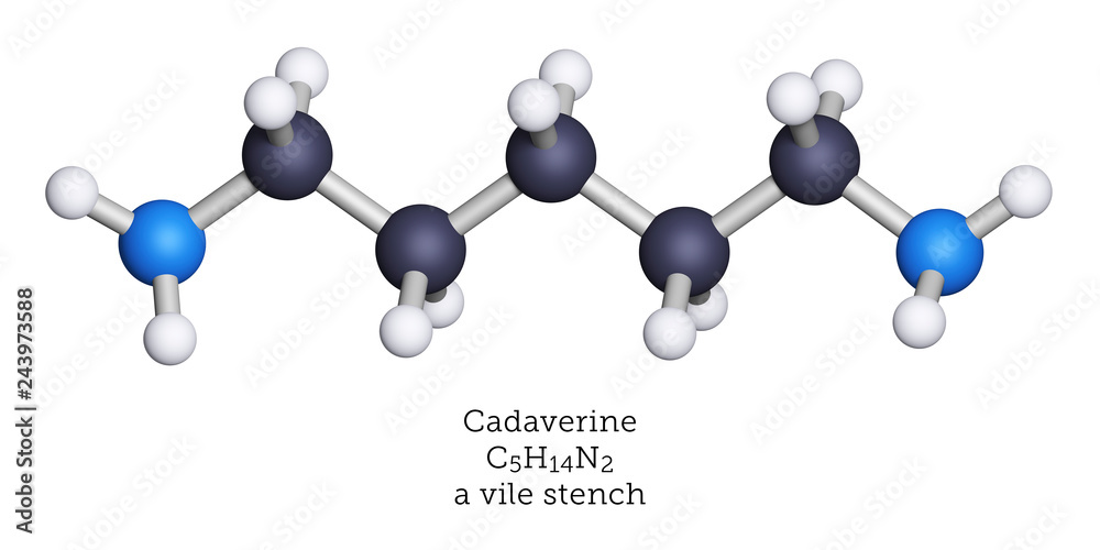 Poster A molecular model of cadaverine – Wall Art | UkPosters