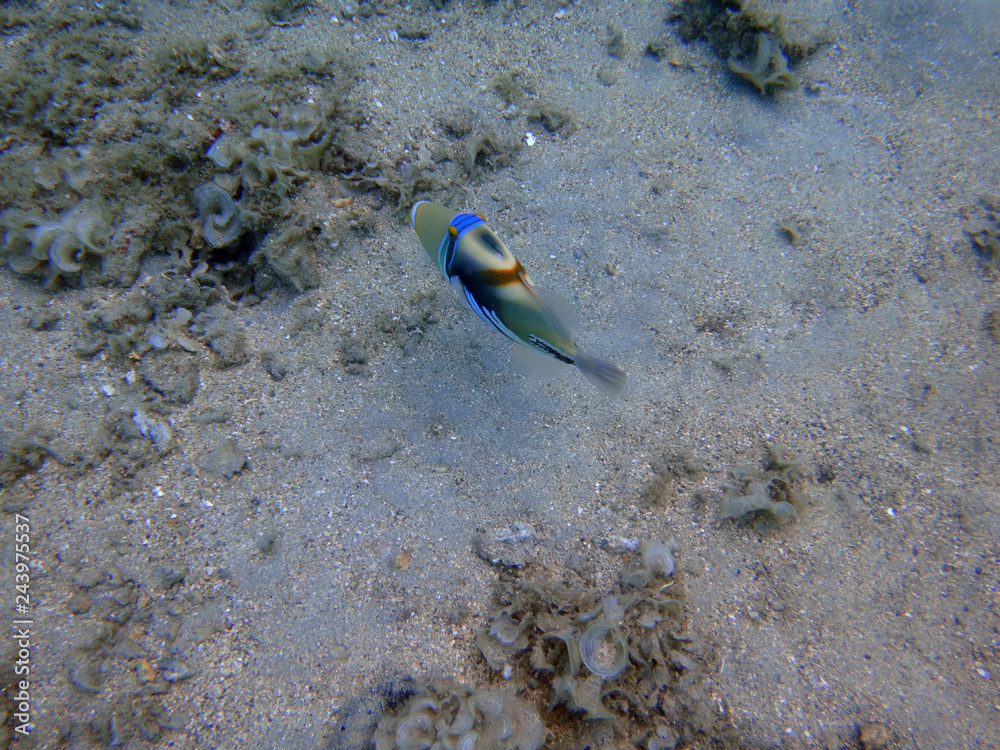 Underwater view of a Lagoon Triggerfish (Picasso Fish) in the Moorea ...