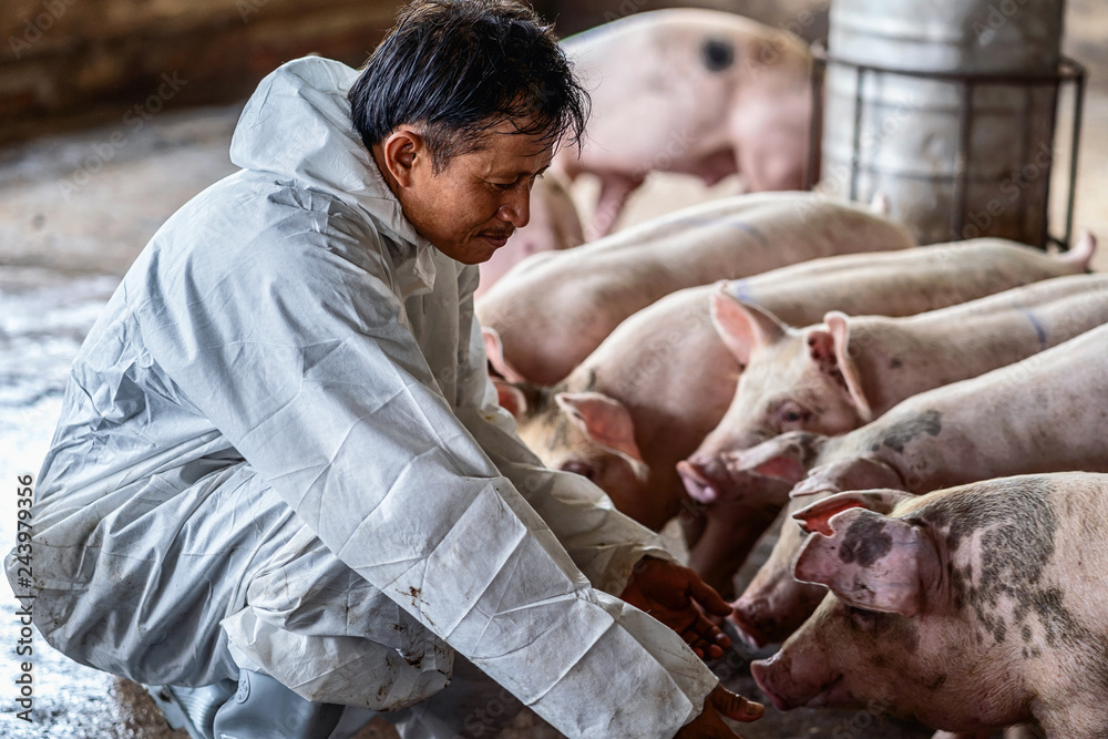 Asian veterinarian working and checking the pig in hog farms, animal ...