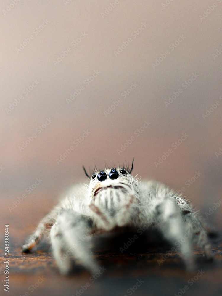 Jumping Spider Cute