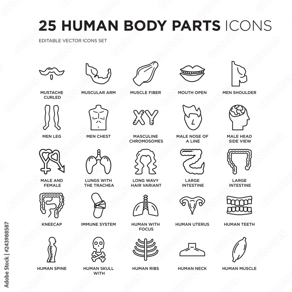 Human Body Parts Icon