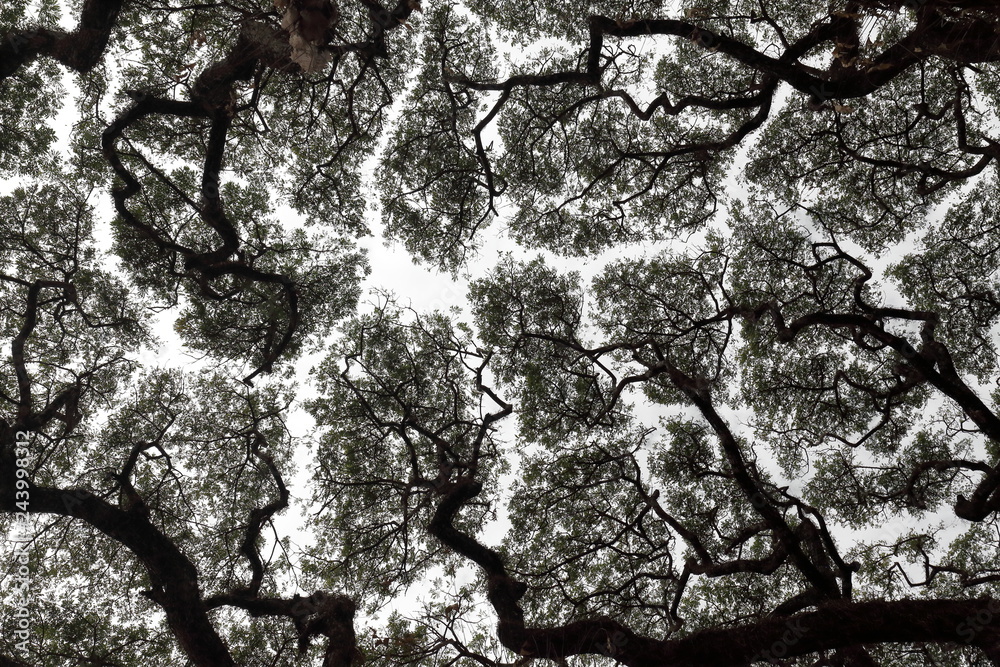 Crown shyness phenomenon or canopy spacing and disengagement of tree ... Crown shyness phenomenon or canopy spacing and disengagement of tree ...