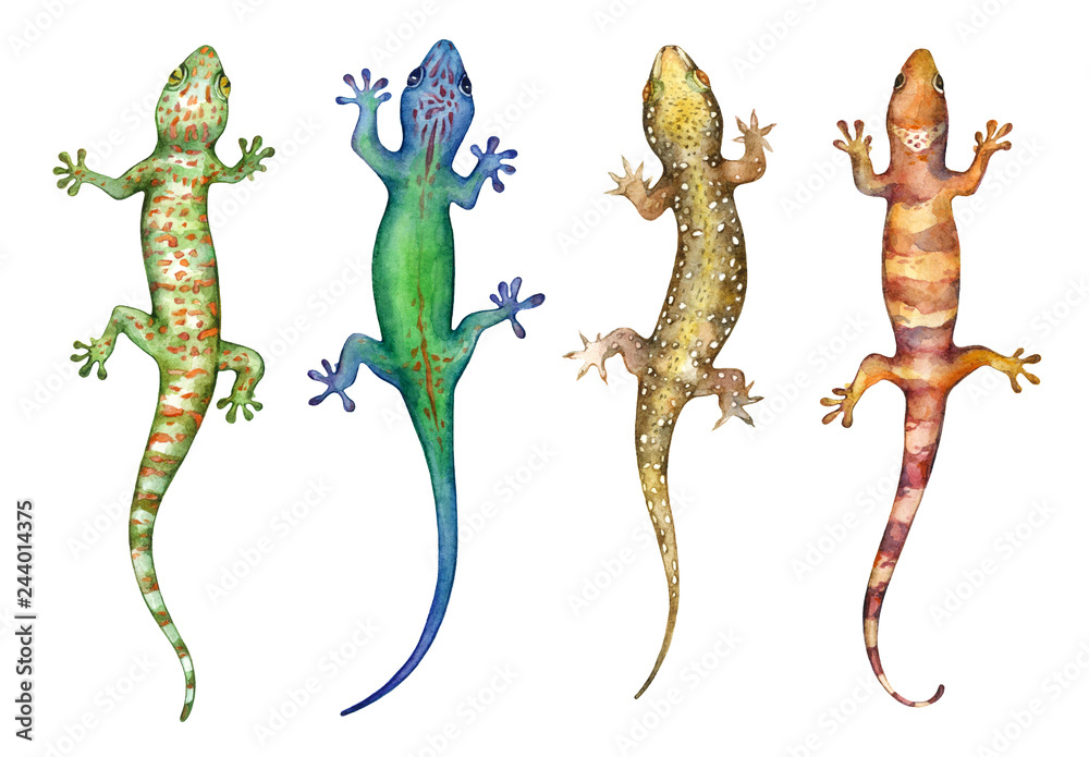 Geckos watercolor illustration isolated on white background. Stock ...