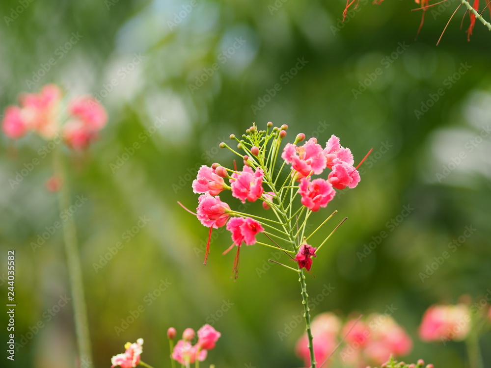 Pink Flower Delonix regia Flam boyant The Flame Tree Royal Poinciana ...