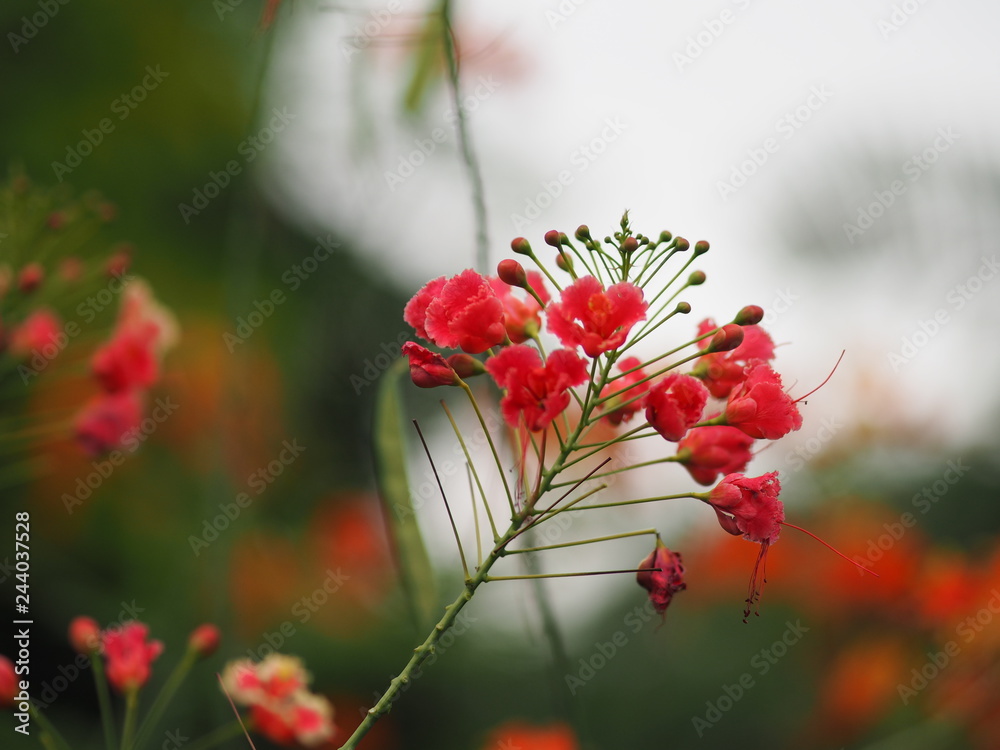Pink flower Delonix regia Flam boyant The Flame Tree Royal Poinciana ...