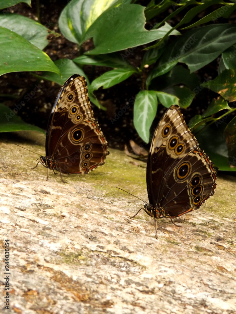 Two identical Common Morpho (Peleides blue morpho) butterflies on a ...