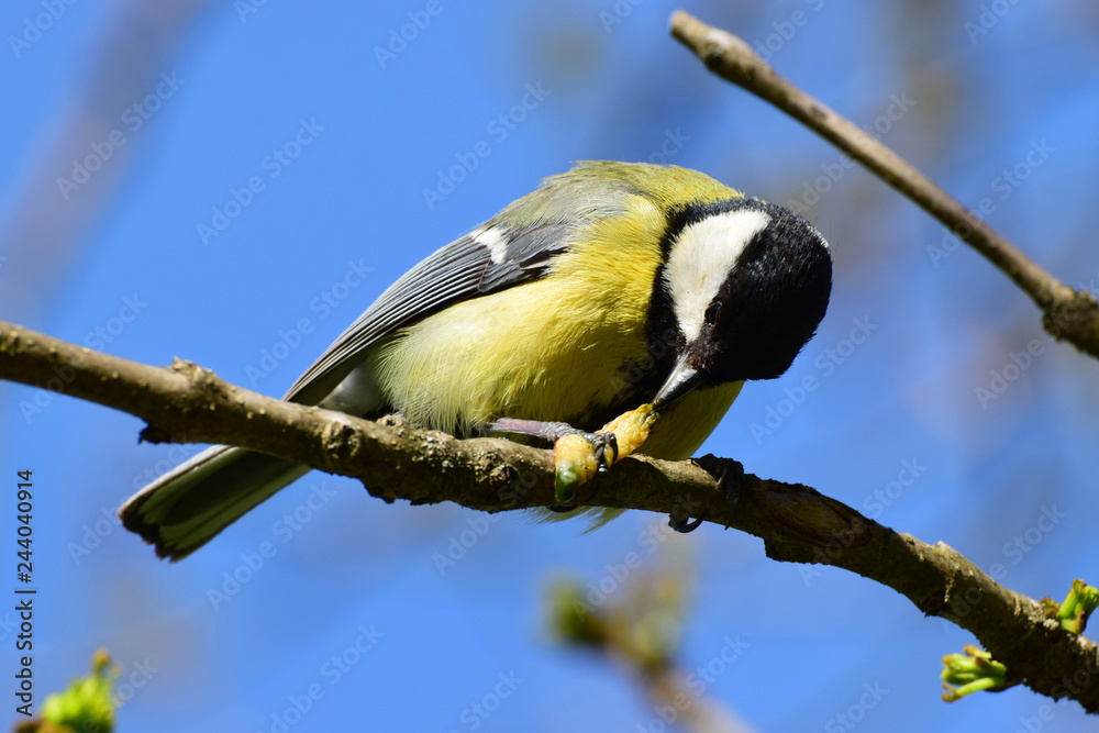 Young tit Parus major eats yellow caterpillar on cherry plum branch ...