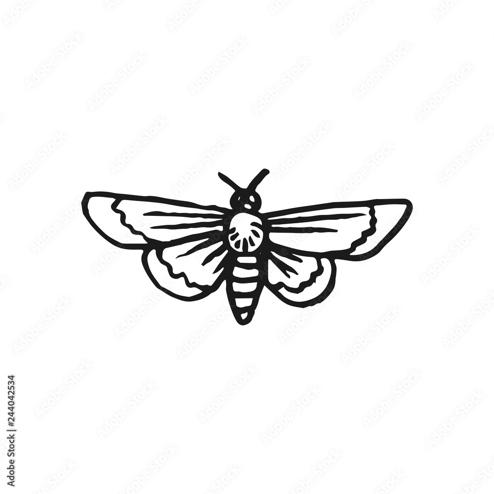 hawk moth vector doodle sketch isolated on white background Stock ...