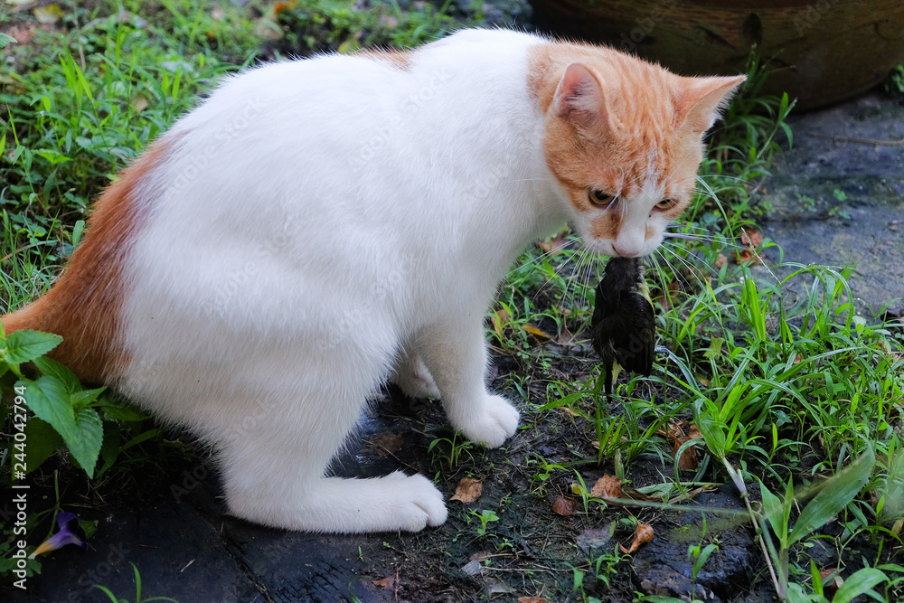 Cat With Bird In Mouth