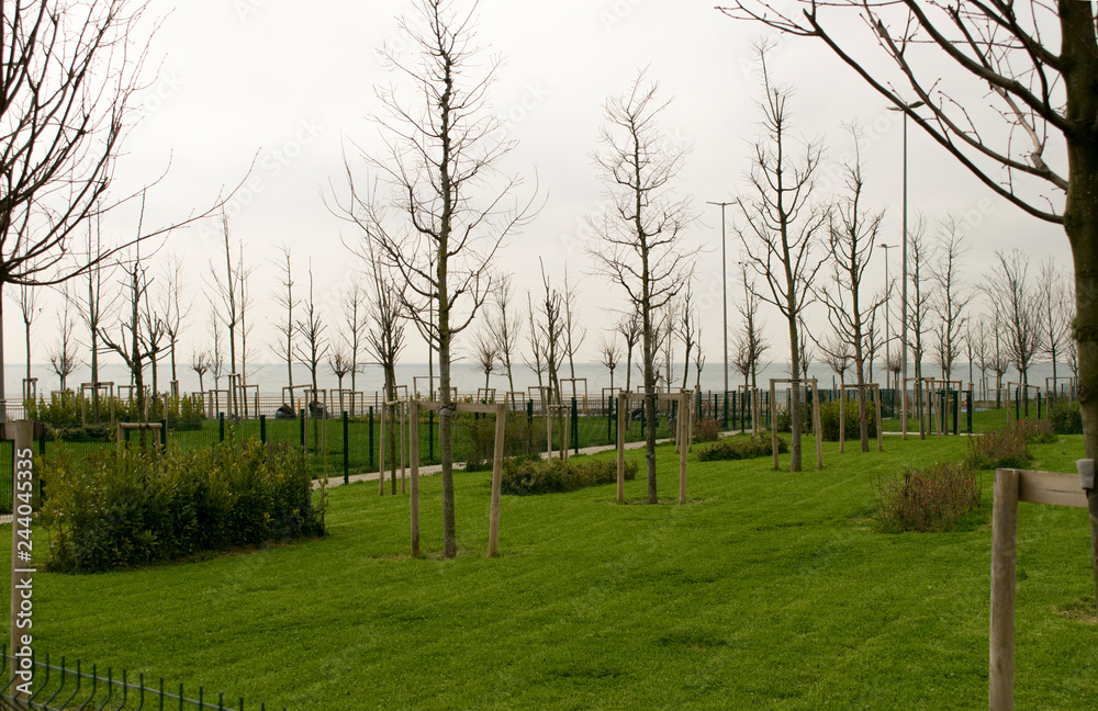 Young trees planted in rows in a park, supported with wooden bars to be ...