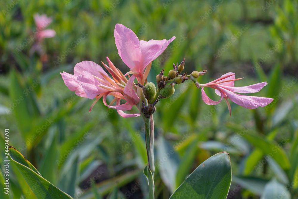 Liliopsida