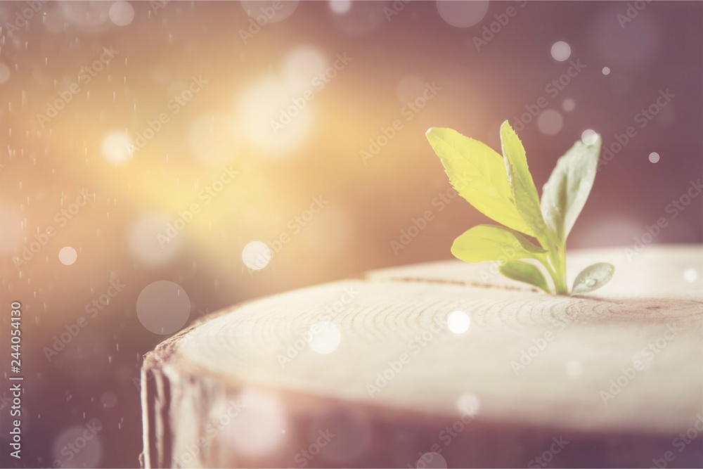 Growth of new life on background Stock Photo | Adobe Stock