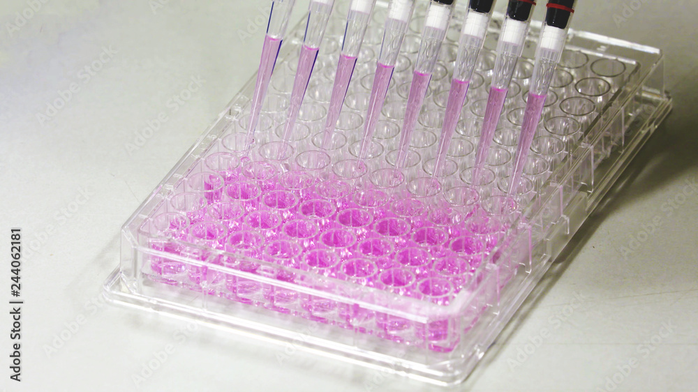 8 channels multichannel pipettes depositing liquid samples into a 96 ...