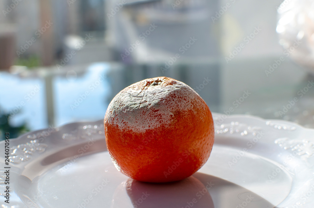 Penicillium Fungi On Fruit