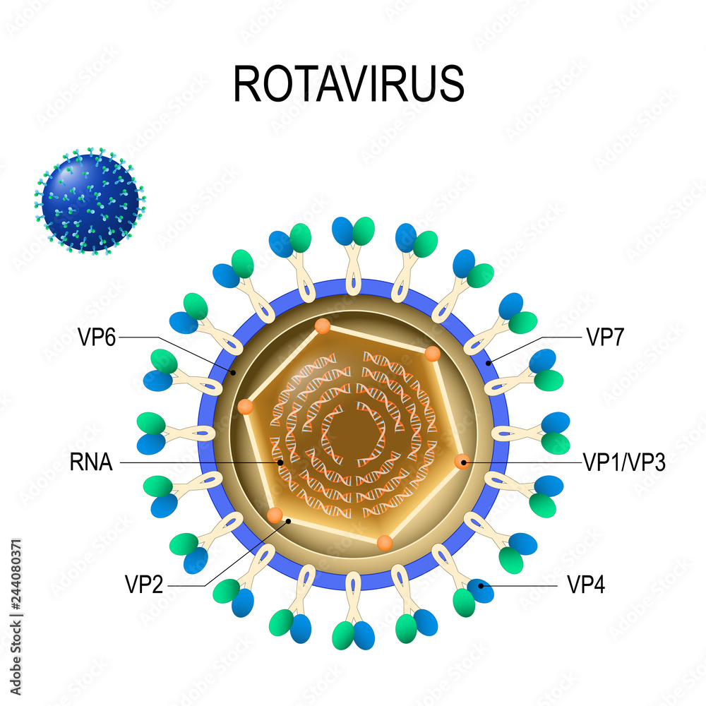 Rotavirus anatomy. Vector diagram of the location of rotavirus ...