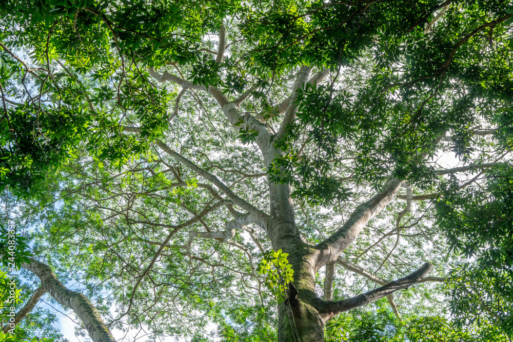 Albizia tree growing wild create a large canopy over the jungle, Wailua ...