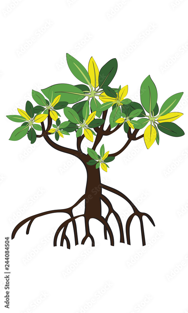 Mangrove Clipart
