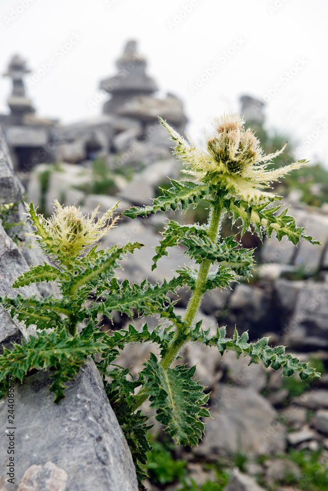Spiniest Thistle cirsium spinosissimum: mountain plant in the German ...