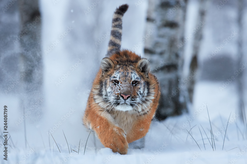 Siberian tiger, Panthera tigris altaica, young male running directly at camera in deep snow ...