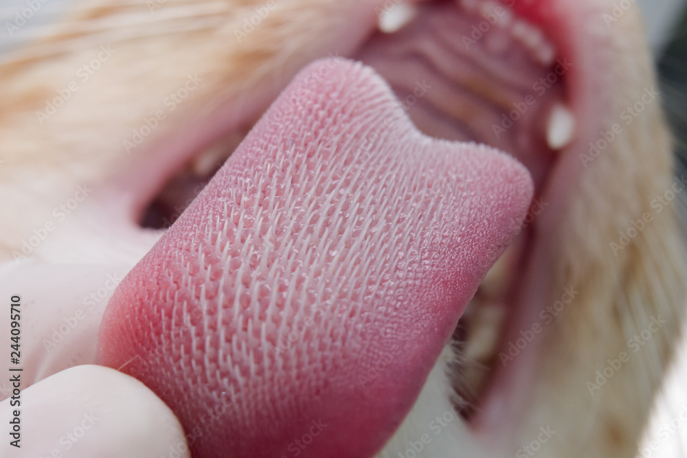 Cat tongue texture Stock Photo | Adobe Stock