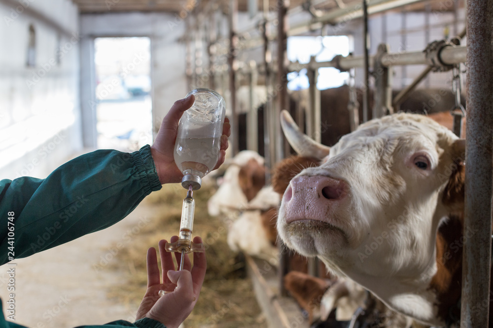 Veterinarian with injection for cows Stock Photo | Adobe Stock