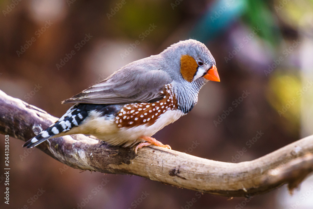 Photo Art Print Zebra finch Exotic birds and animals in wildlife in natural setting olegmayorov