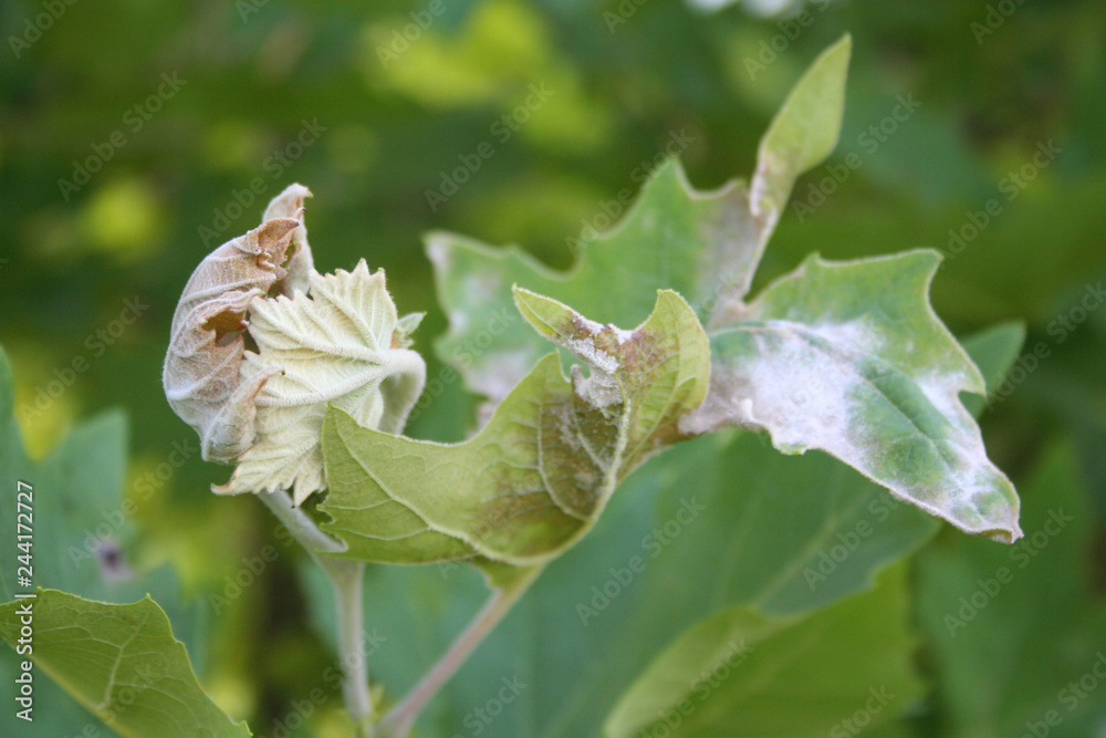 White spots on a Plane tree leaf on branch. Plane tree with disease ...