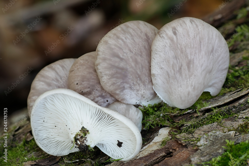 Pleurotus pulmonarius, commonly known as the Indian Oyster, Italian ...