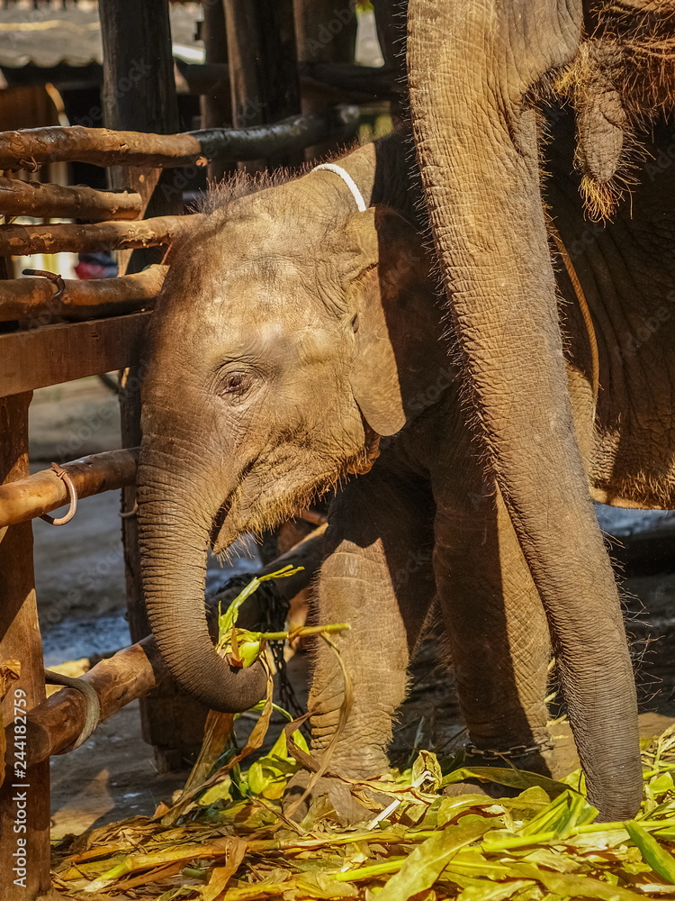 Portrait side face of a cute baby elephant eating green grass with her ...