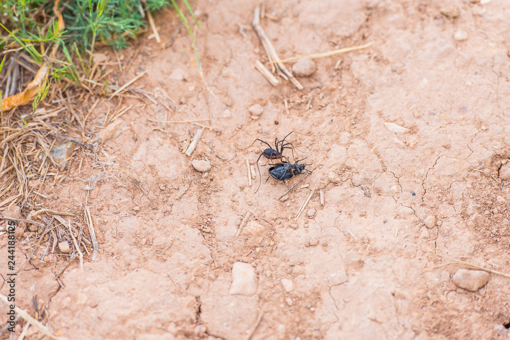 Spider is hunting. Spider caught the victim. Beetle in the legs of a ...