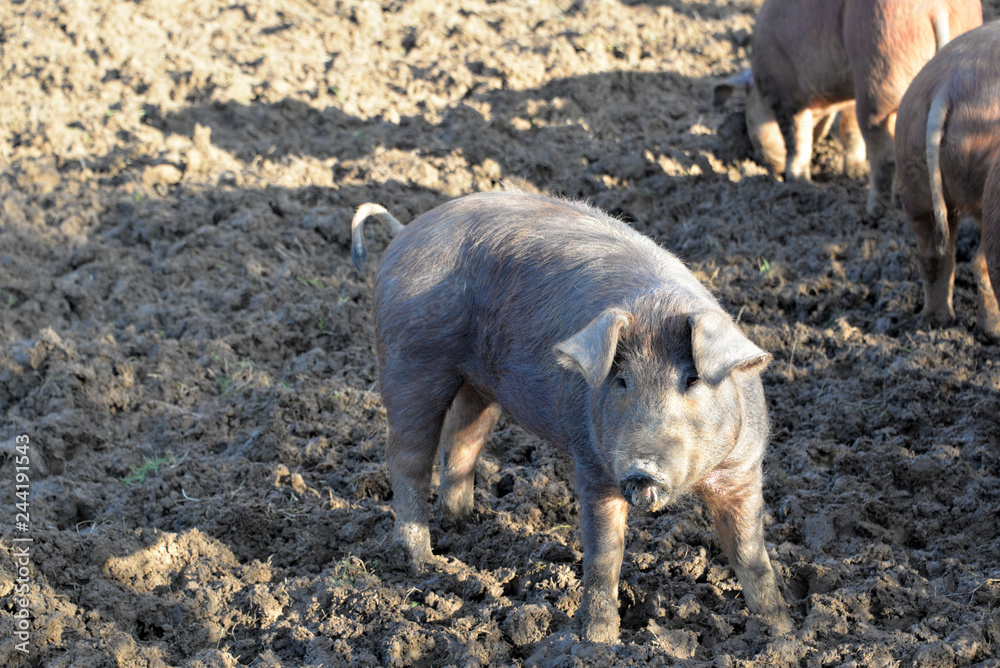 Cochons Stock Photo | Adobe Stock