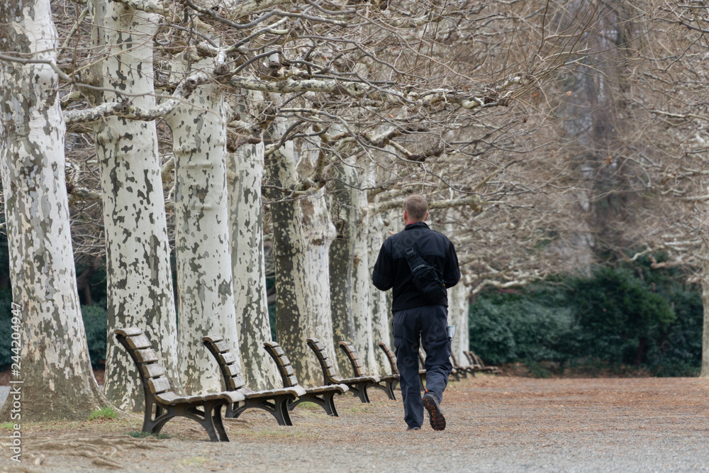 Old man walking alone on withered tree lined avenue with benches in a ...