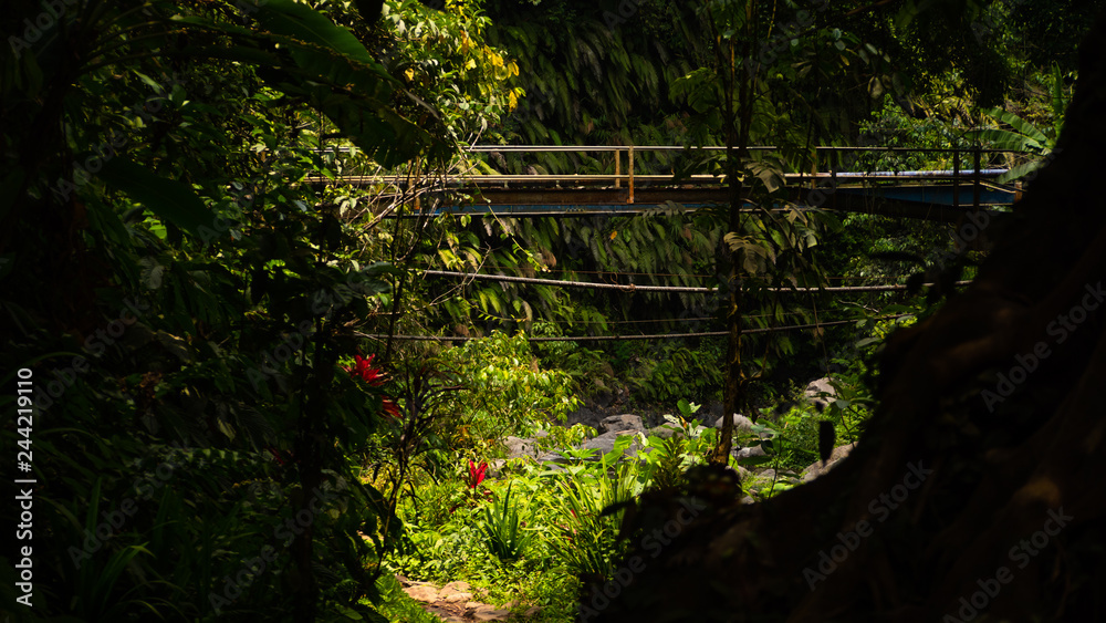 old bridge in jungle rainforest. jungle landscape river in rainforest ...