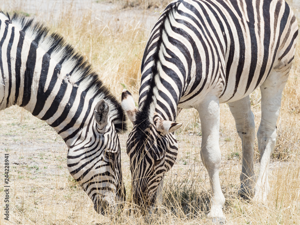 Two Zebras In Love