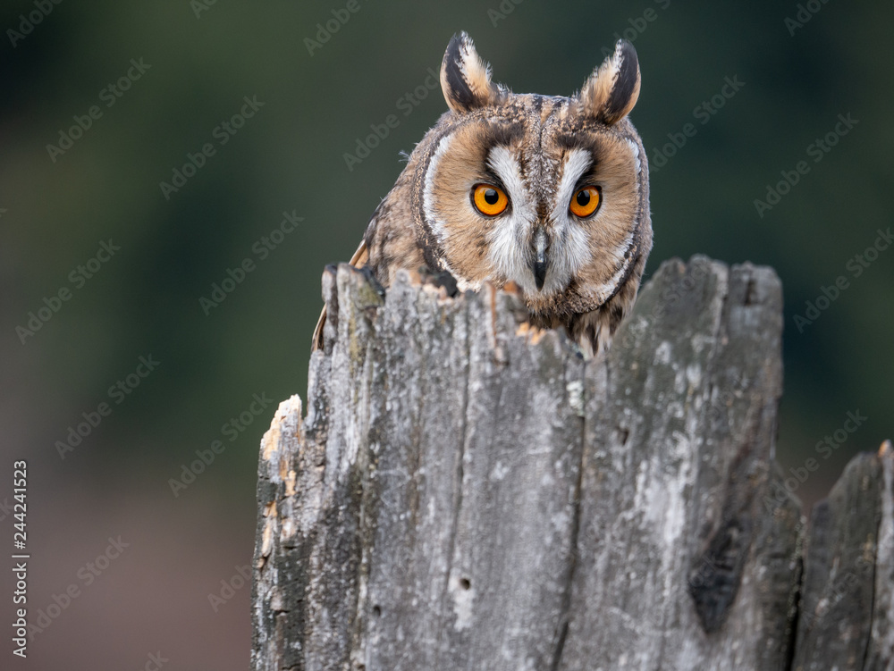 Long-eared owl (Asio otus) sitting on the tree. Beautiful owl with ...