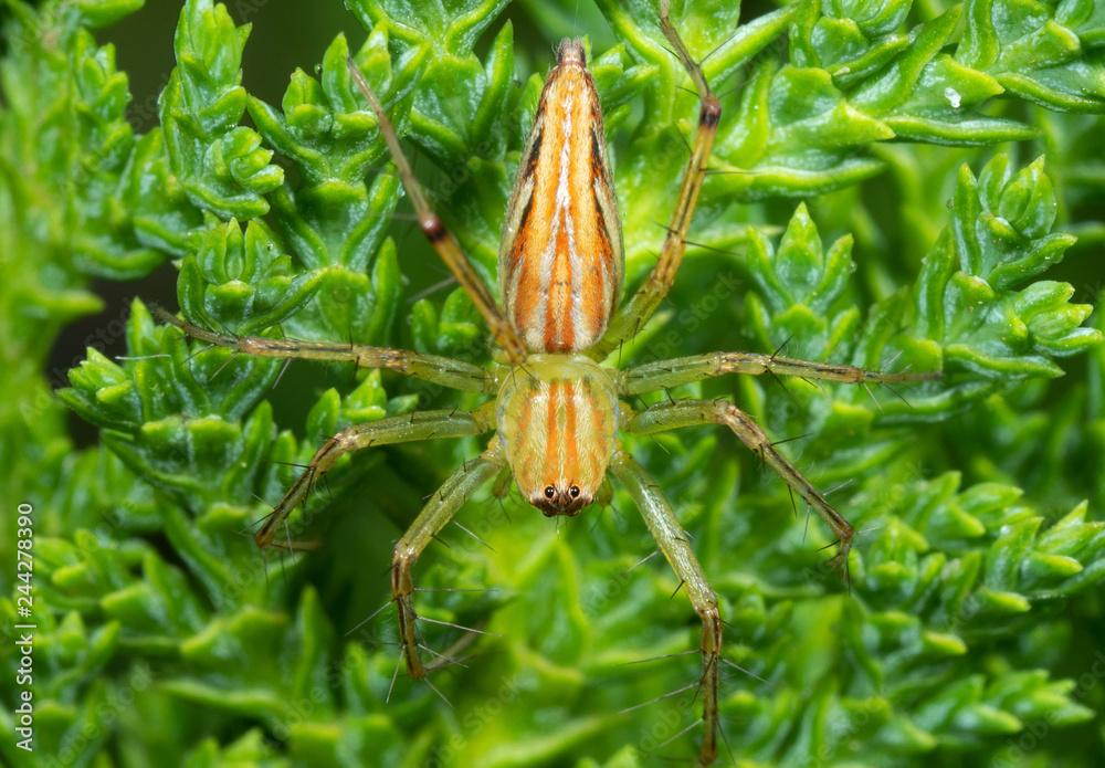 Macro Photo of Jumping Spider on Leaves of Chinese Arborvitae Tree ...