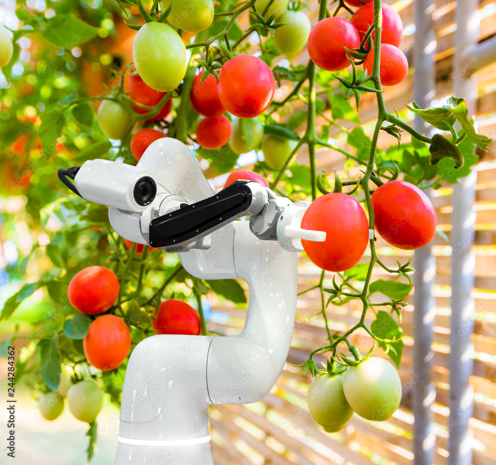 Smart robotic farmers harvest in agriculture futuristic robot ...