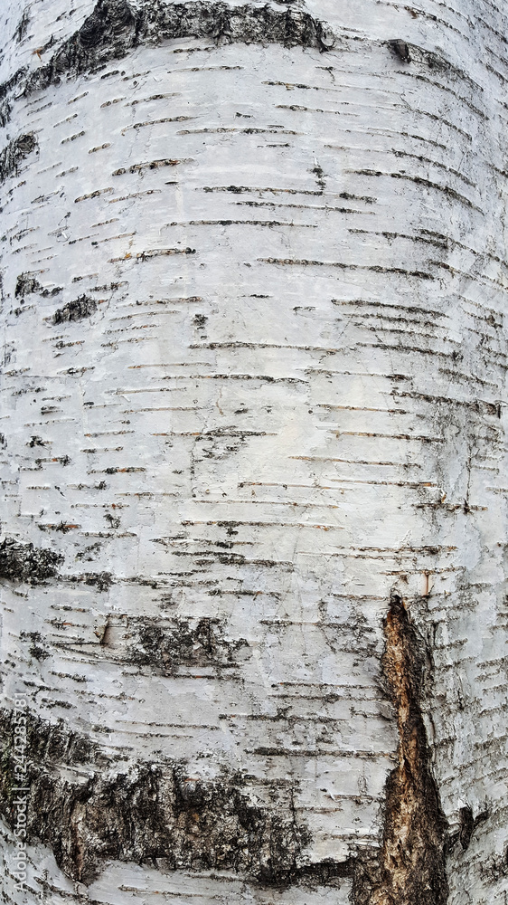 Photo & Art Print Bark of Silver Birch (Betula pendula), roelmeijer