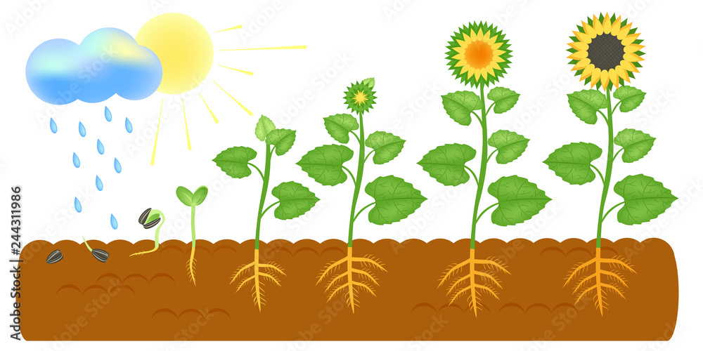 Agriculturist Clipart Sun