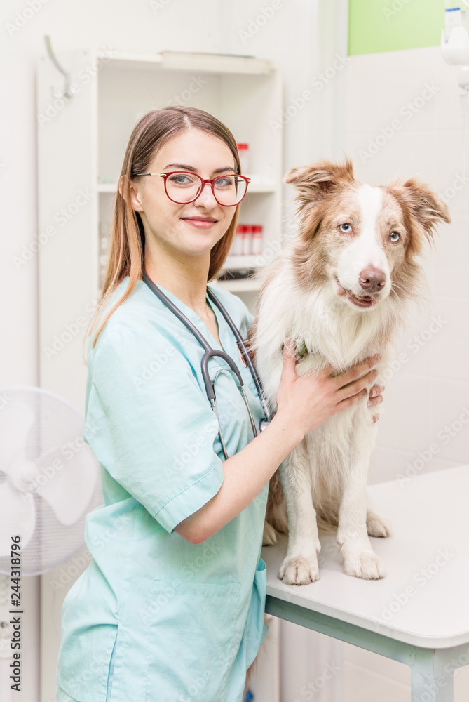 Smiling veterinarian doctor embracing puppy at vet ambulance Stock ...