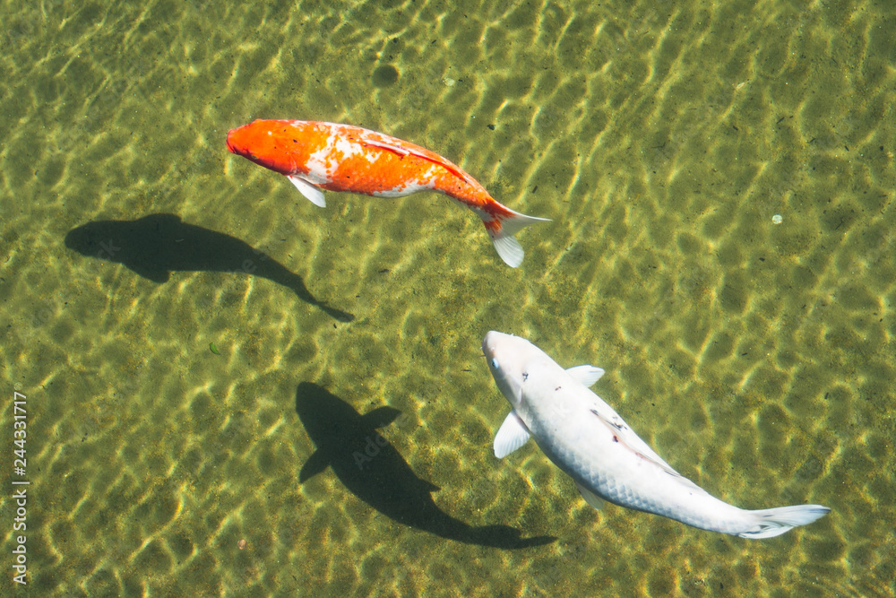 Two Koi fish seemingly suspended over their shadows as they swim over ...