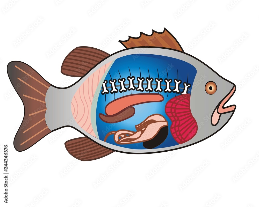 fish anatomy vector illustration Stock Vector | Adobe Stock