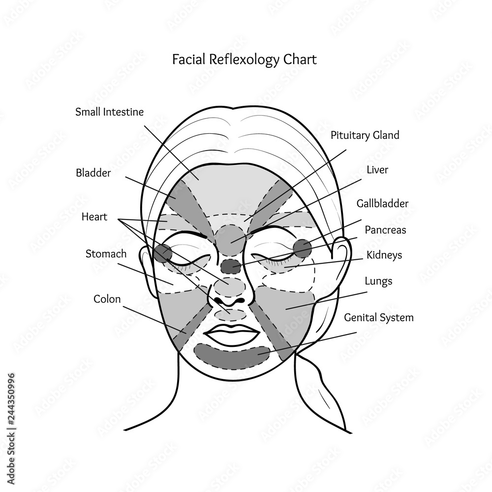 Facial Reflexology Chart. Vector. Stock Vector | Adobe Stock