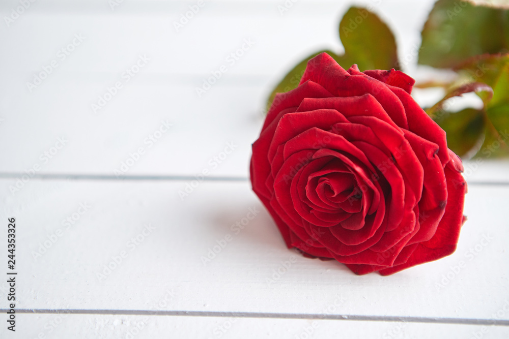 Fresh Single Flowers