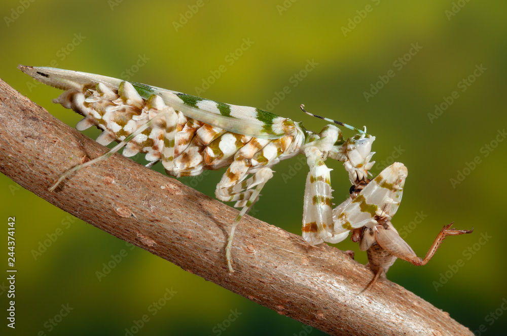 Flower mantis eats captured cricket, Praying mantis eats captured ...