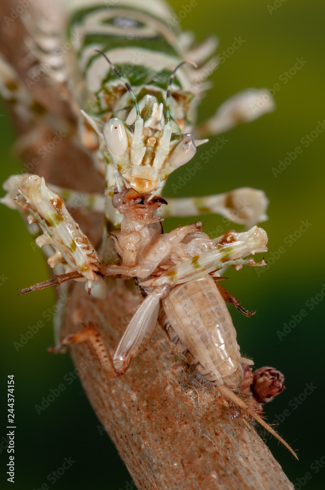 African Flower mantis eats trapped insect, Flower mantis eats prey ...
