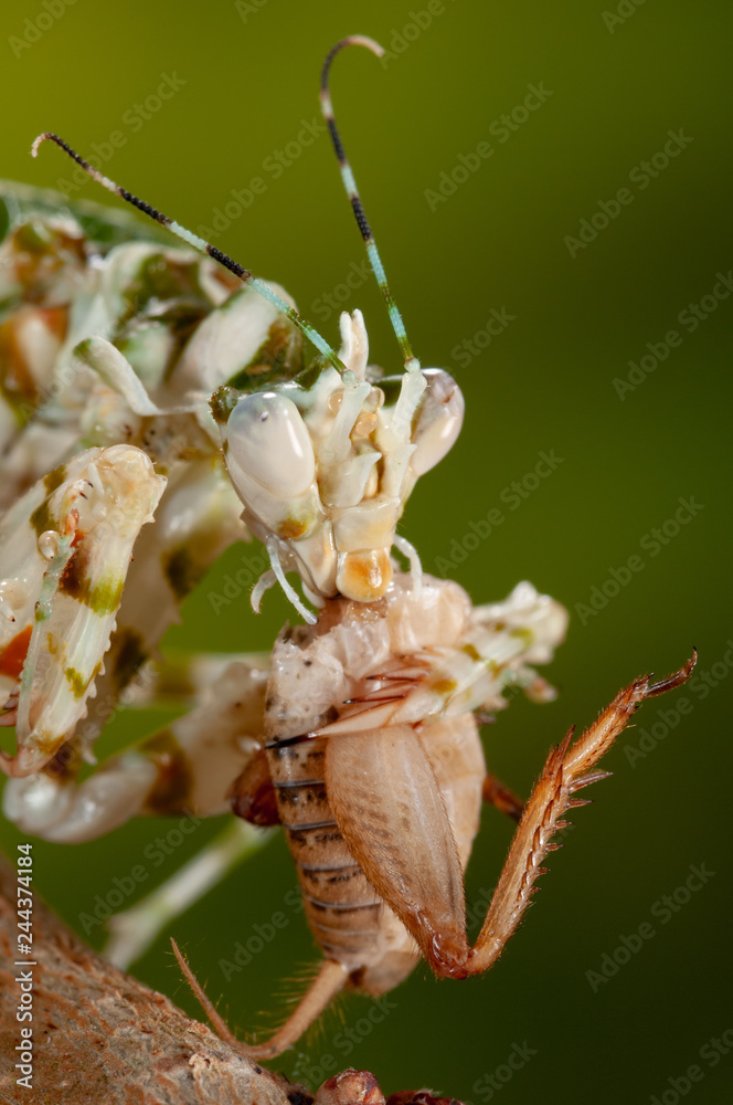 Flower mantis eats captured cricket, Praying mantis eats captured ...