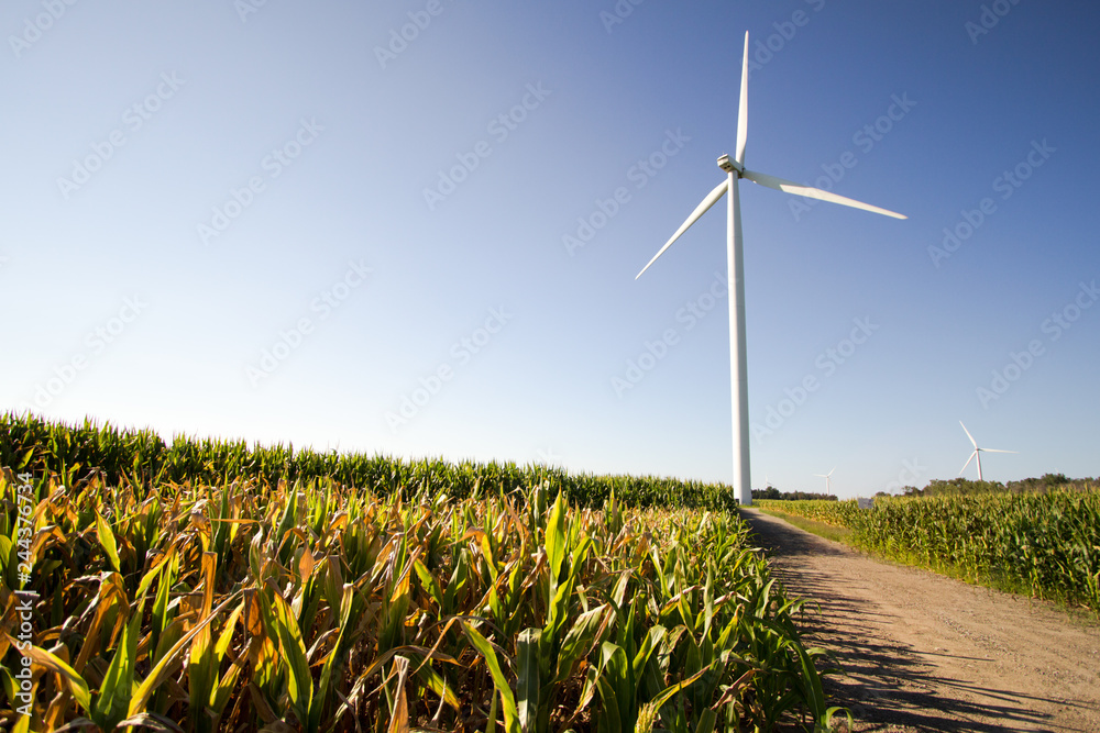 Michigan Wind Farm. Wind turbine in the middle of a corn field in the ...
